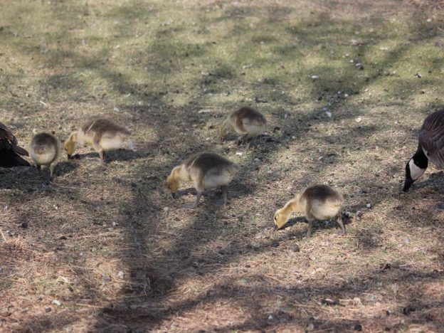 Evraz Park and Pool | Wildlife | Park Near Turvey Center