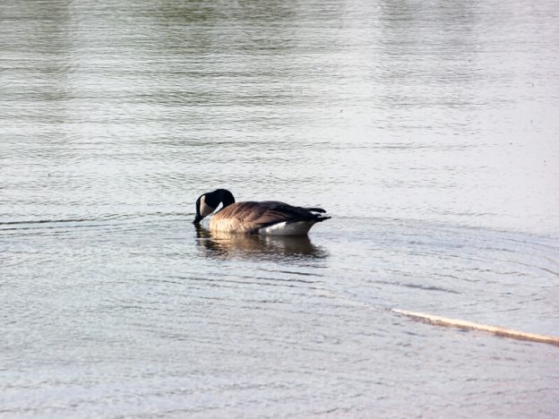 Evraz Park and Pool | Wildlife | Park Near Turvey Center