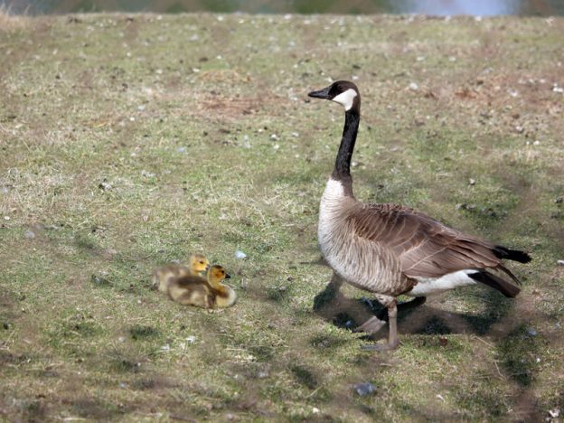 InterPro Park and Pool | Wildlife | Park Near Turvey Center